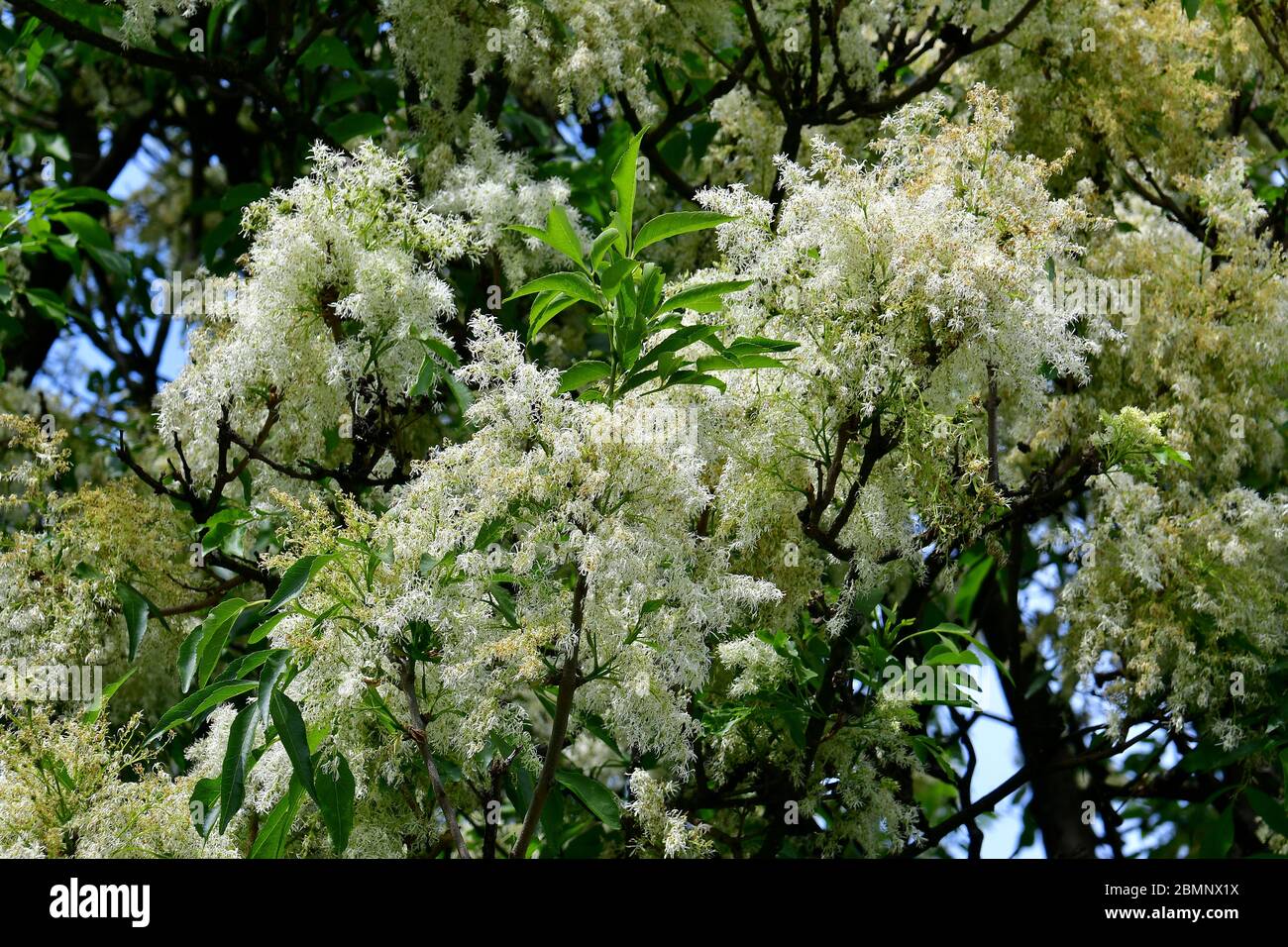 manna ash, South European flowering ash, Manna-Esche, Blumen-Esche ...