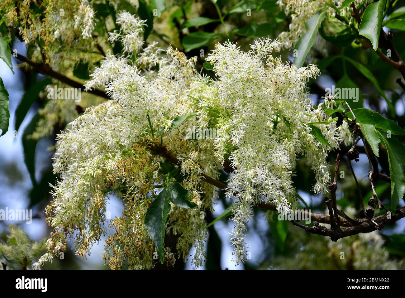 manna ash, South European flowering ash, Manna-Esche, Blumen-Esche, Schmuck-Esche, Frêne à ...