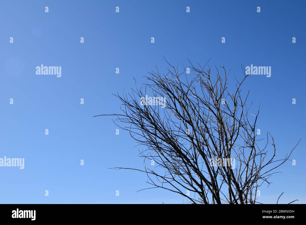 Bent tree isolated on sky hi-res stock photography and images - Alamy