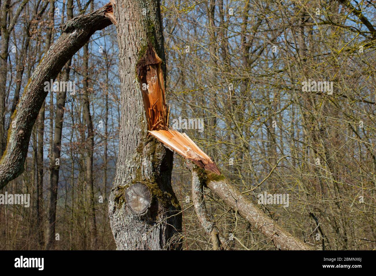 Split branch of tree hi-res stock photography and images - Alamy