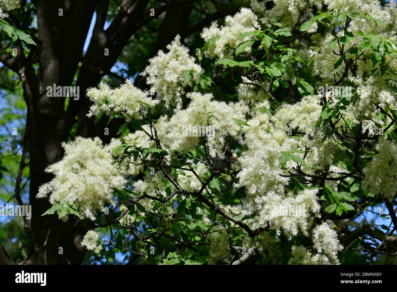 Budapest blumen hi-res stock photography and images - Alamy