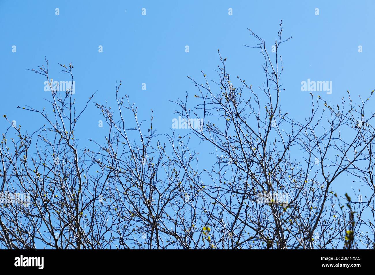 Tree branches on a sky background Stock Photo - Alamy