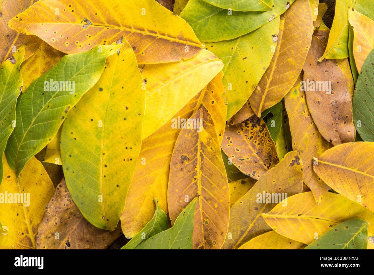 autumnal colored leafs carpet abstract texture Stock Photo - Alamy
