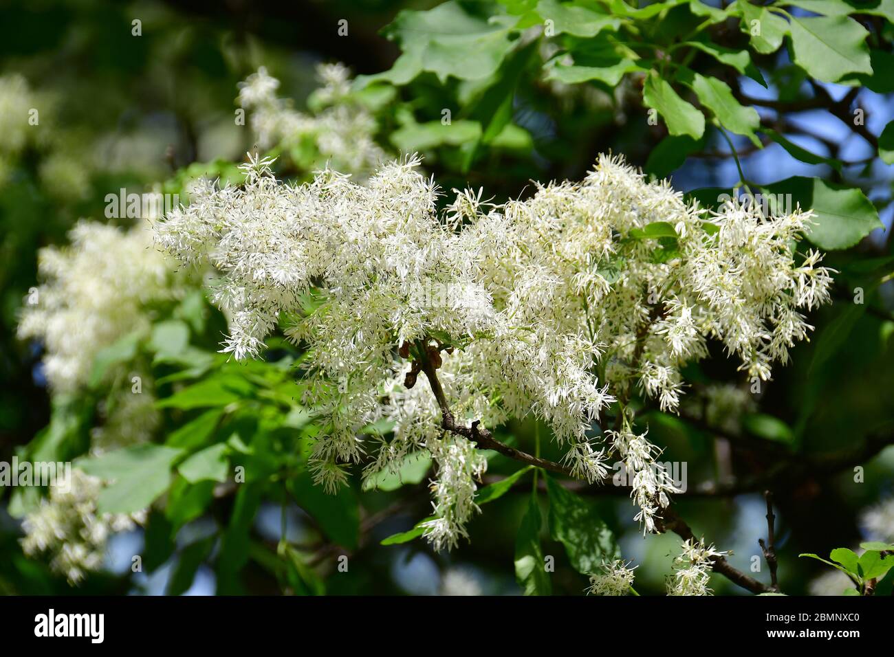 Budapest blumen hi-res stock photography and images - Alamy