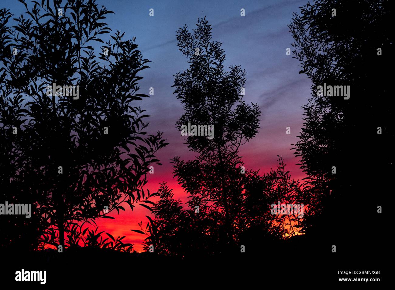 Light behind trees hi-res stock photography and images - Alamy