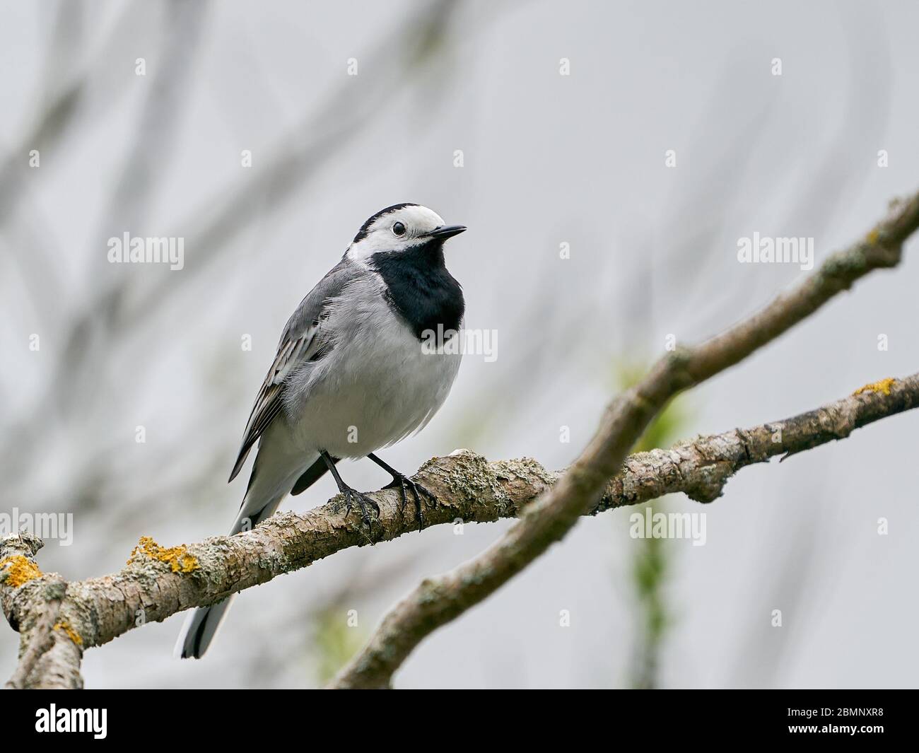 White wagtail in its habitat in Denmark Stock Photo - Alamy