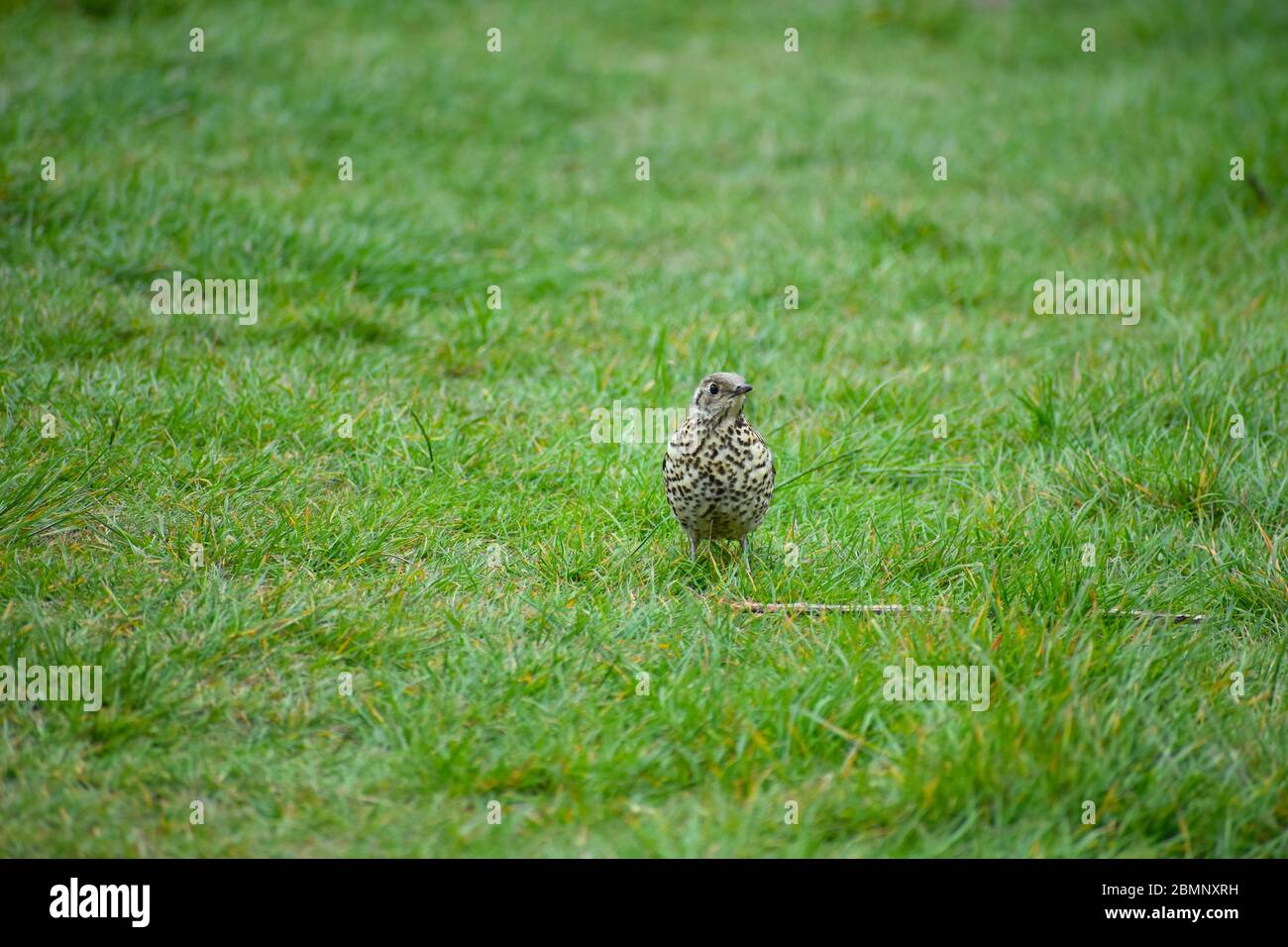 Mistle thrush upper parts are a pale grey brown underparts with many ...