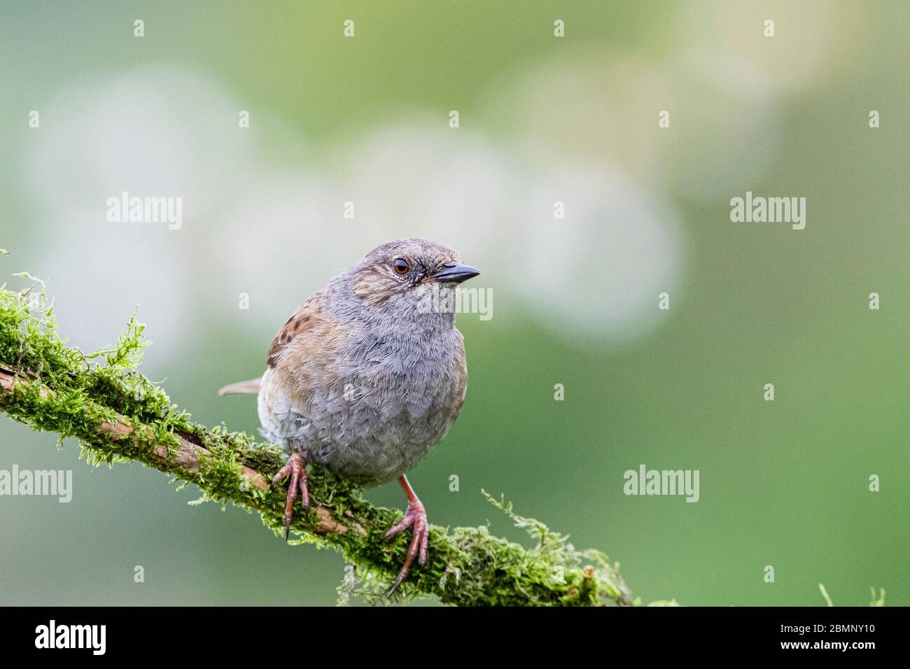 Dunnock foraging in garden hi-res stock photography and images - Alamy