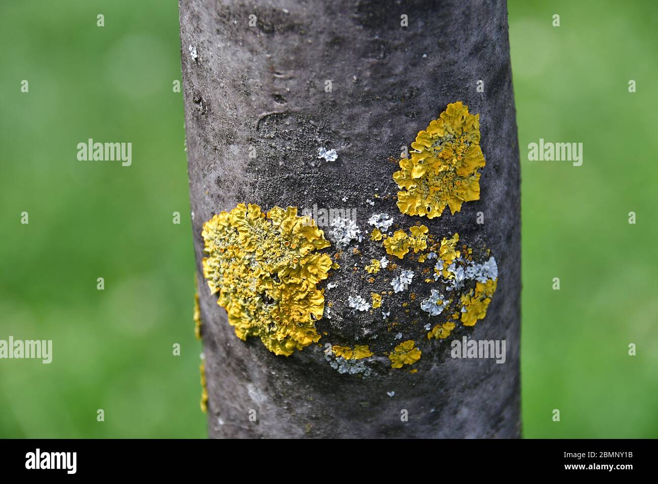 common orange lichen, yellow scale, maritime sunburst lichen and shore ...
