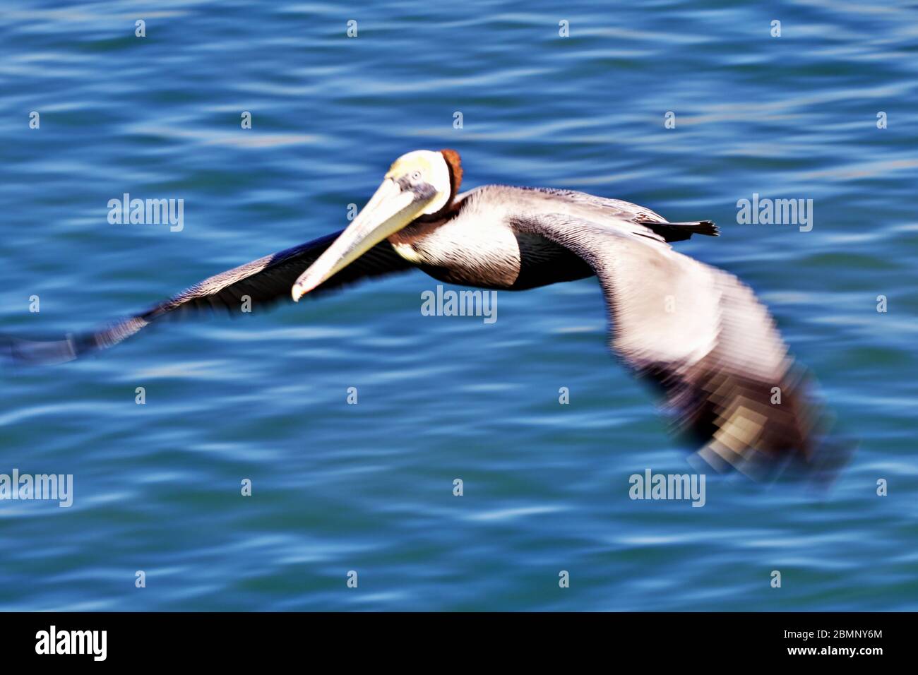 Pelican in flight Stock Photo - Alamy