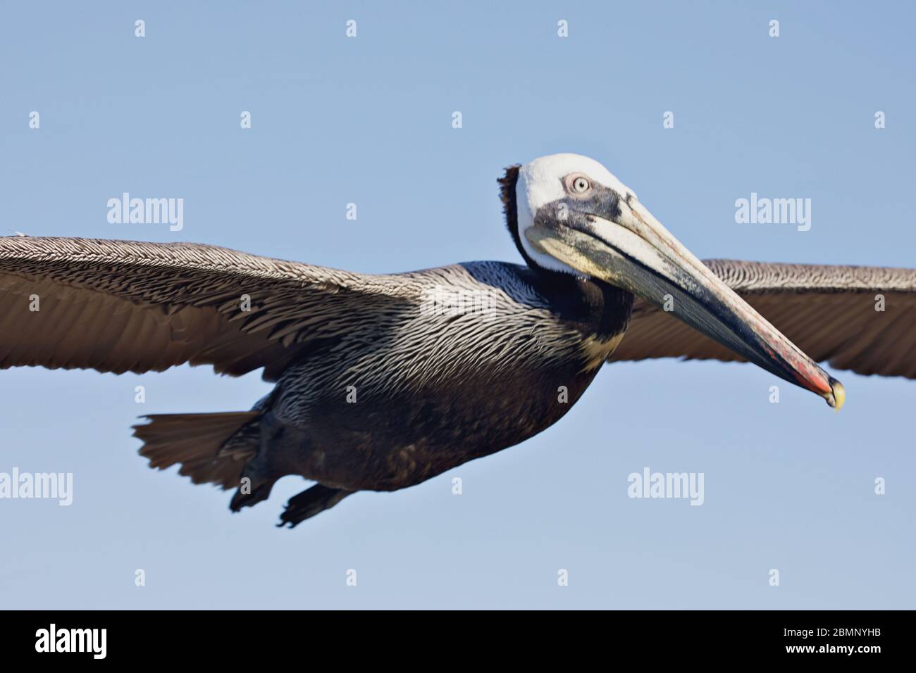 Pelican in flight Stock Photo - Alamy