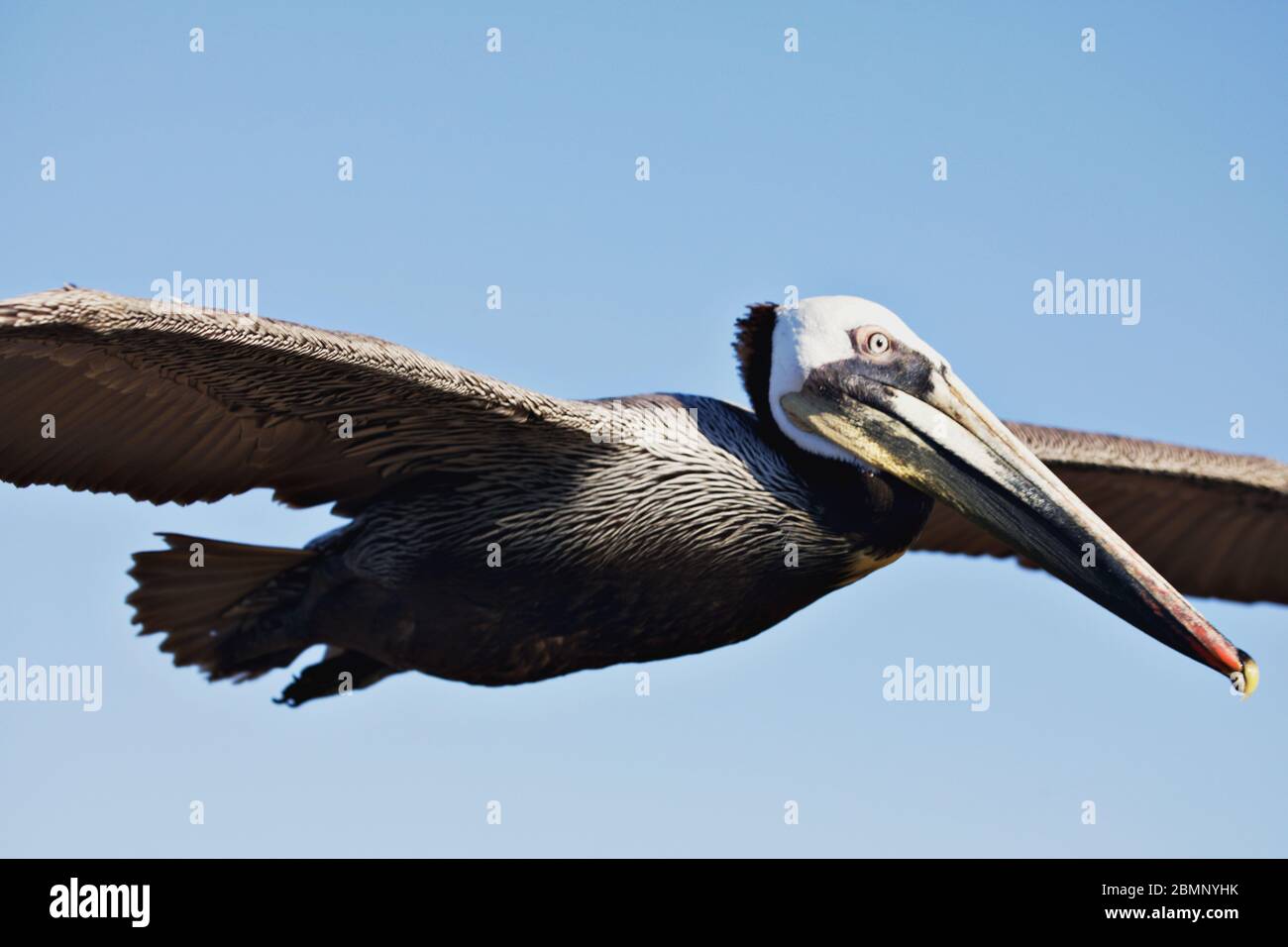 Pelican in flight Stock Photo - Alamy