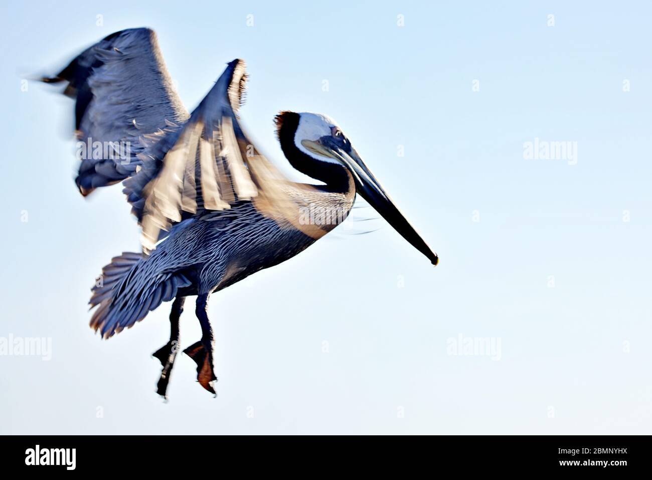 Pelican in flight Stock Photo - Alamy