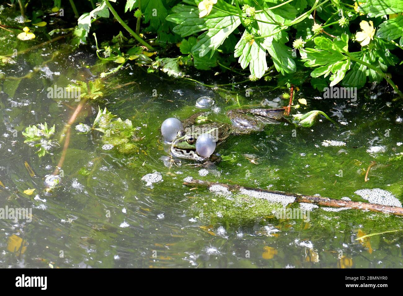 Sound bladder hi-res stock photography and images - Alamy