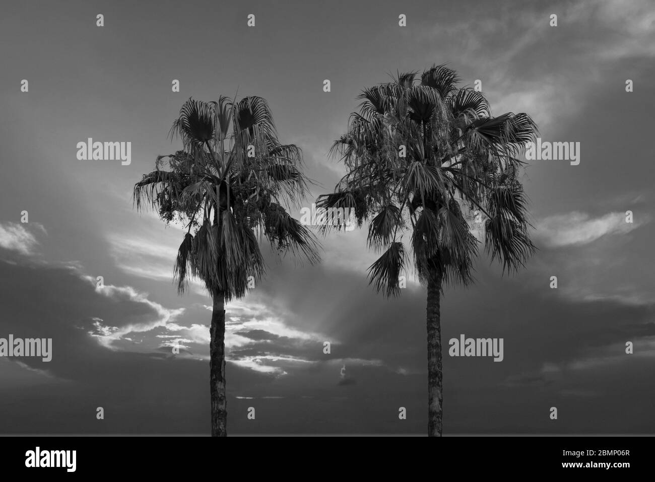 Two palm trees B&W Stock Photo - Alamy