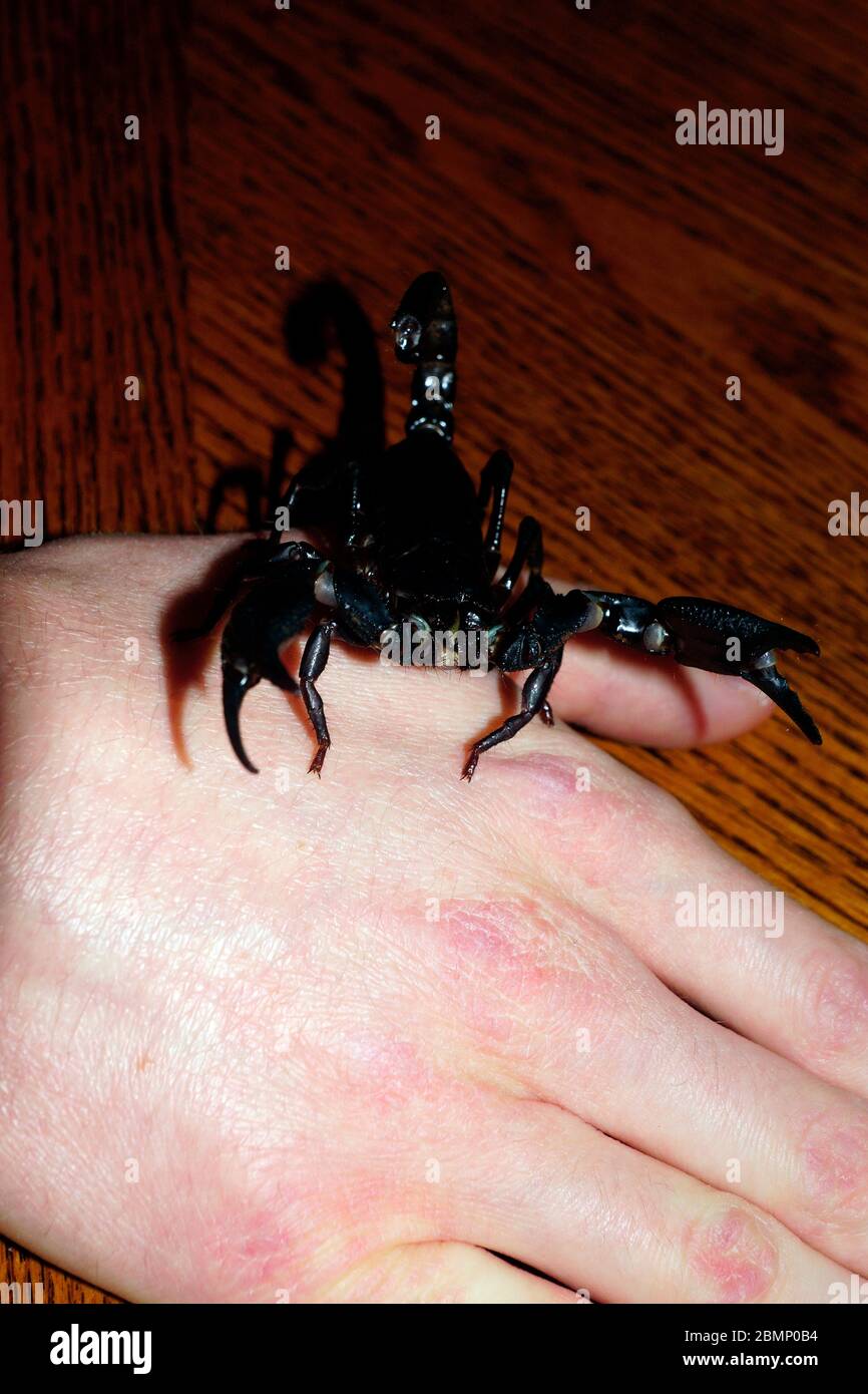 Giant forest scorpion hi-res stock photography and images - Alamy