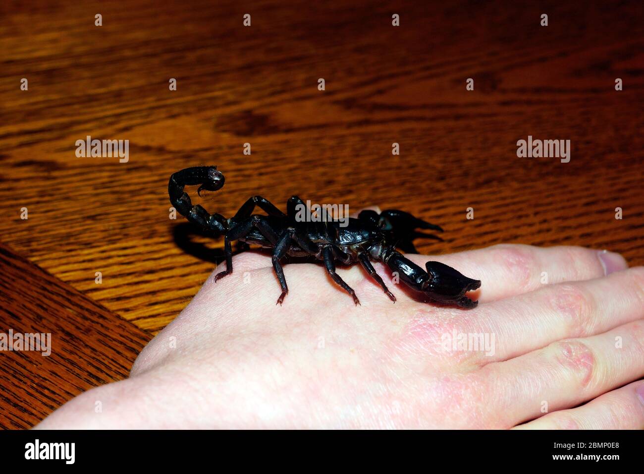GIANT BLACK SCORPION (H.PETERSII Stock Photo - Alamy