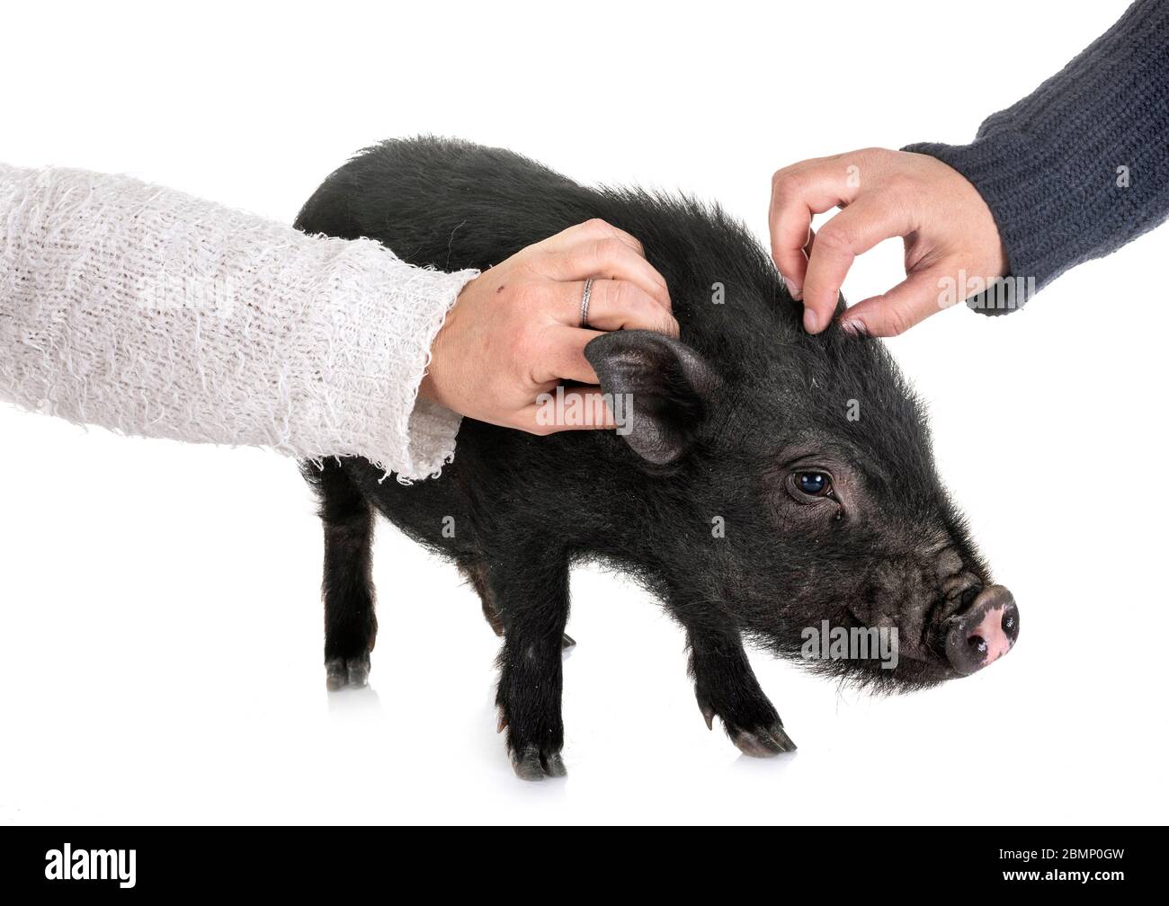 vietnamese pig in front of white background Stock Photo - Alamy