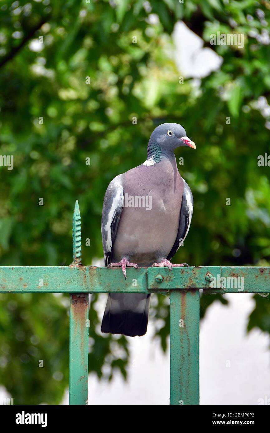 Orvos galamb hi-res stock photography and images - Alamy