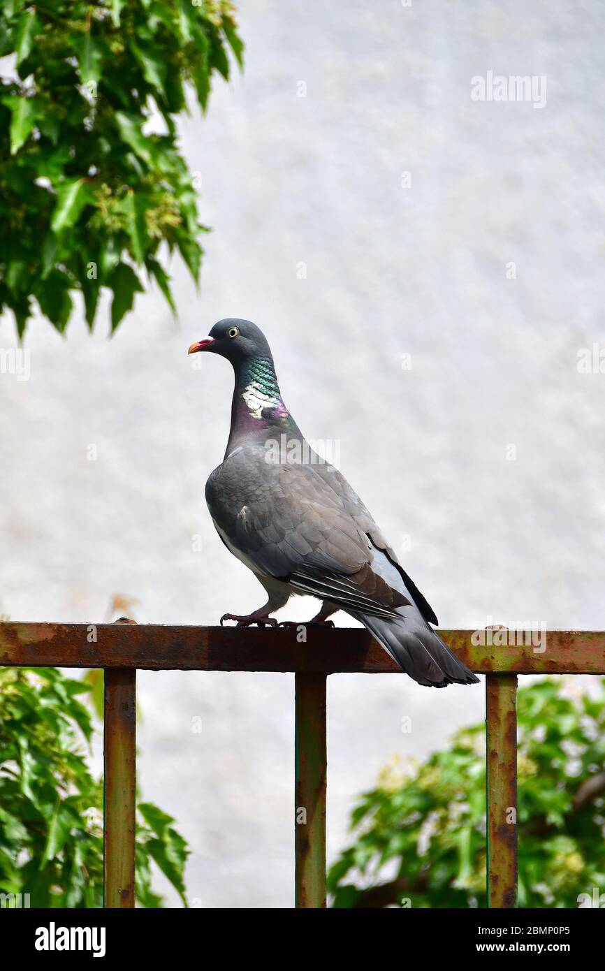 Orvos galamb hi-res stock photography and images - Alamy