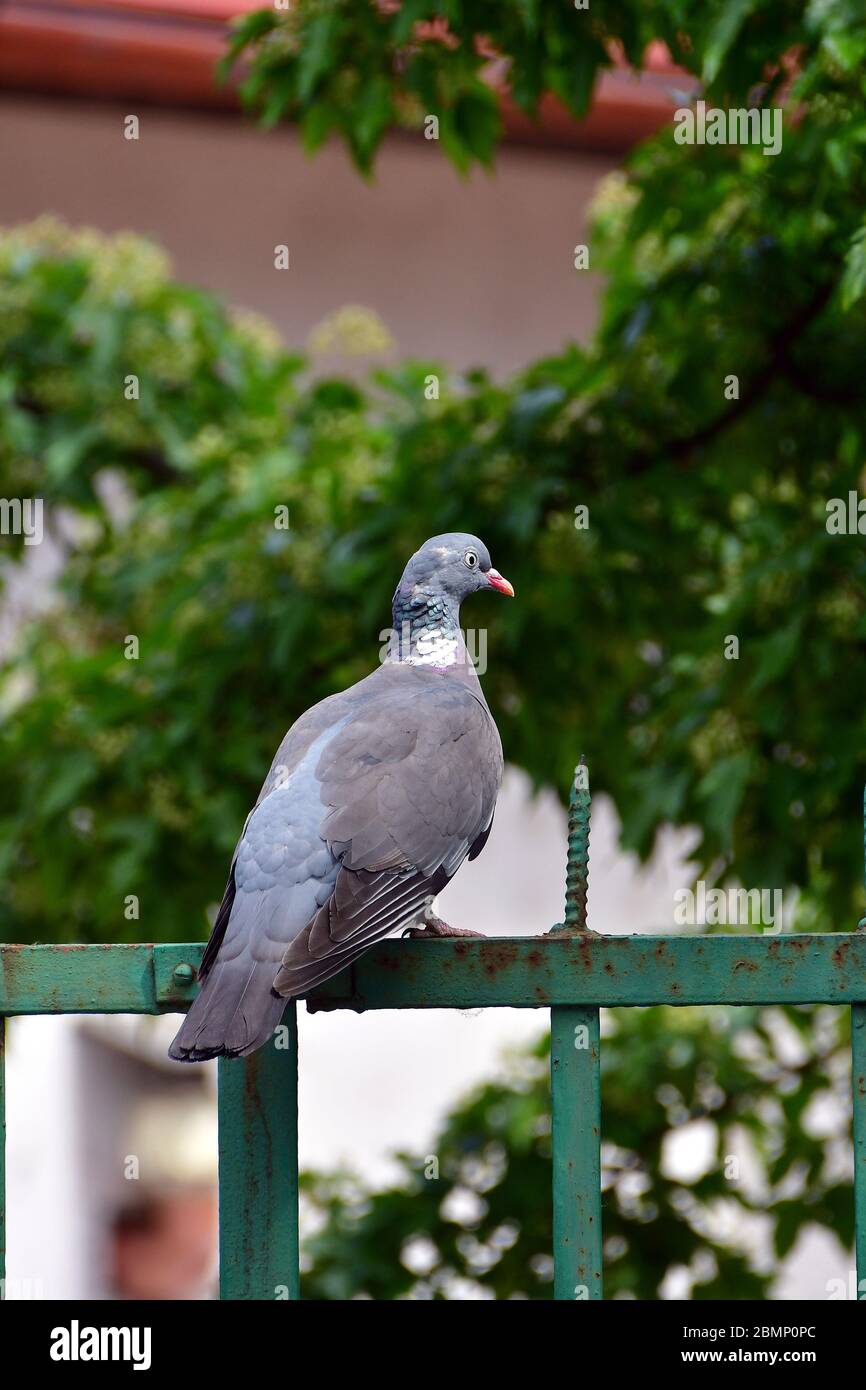 Orvos galamb hi-res stock photography and images - Alamy