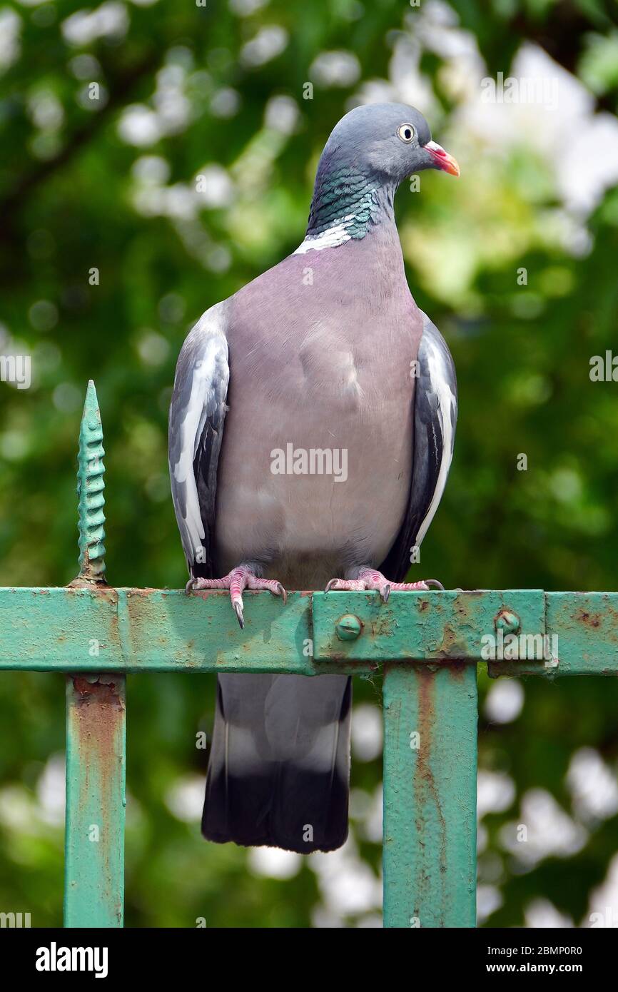 Orvos galamb hi-res stock photography and images - Alamy