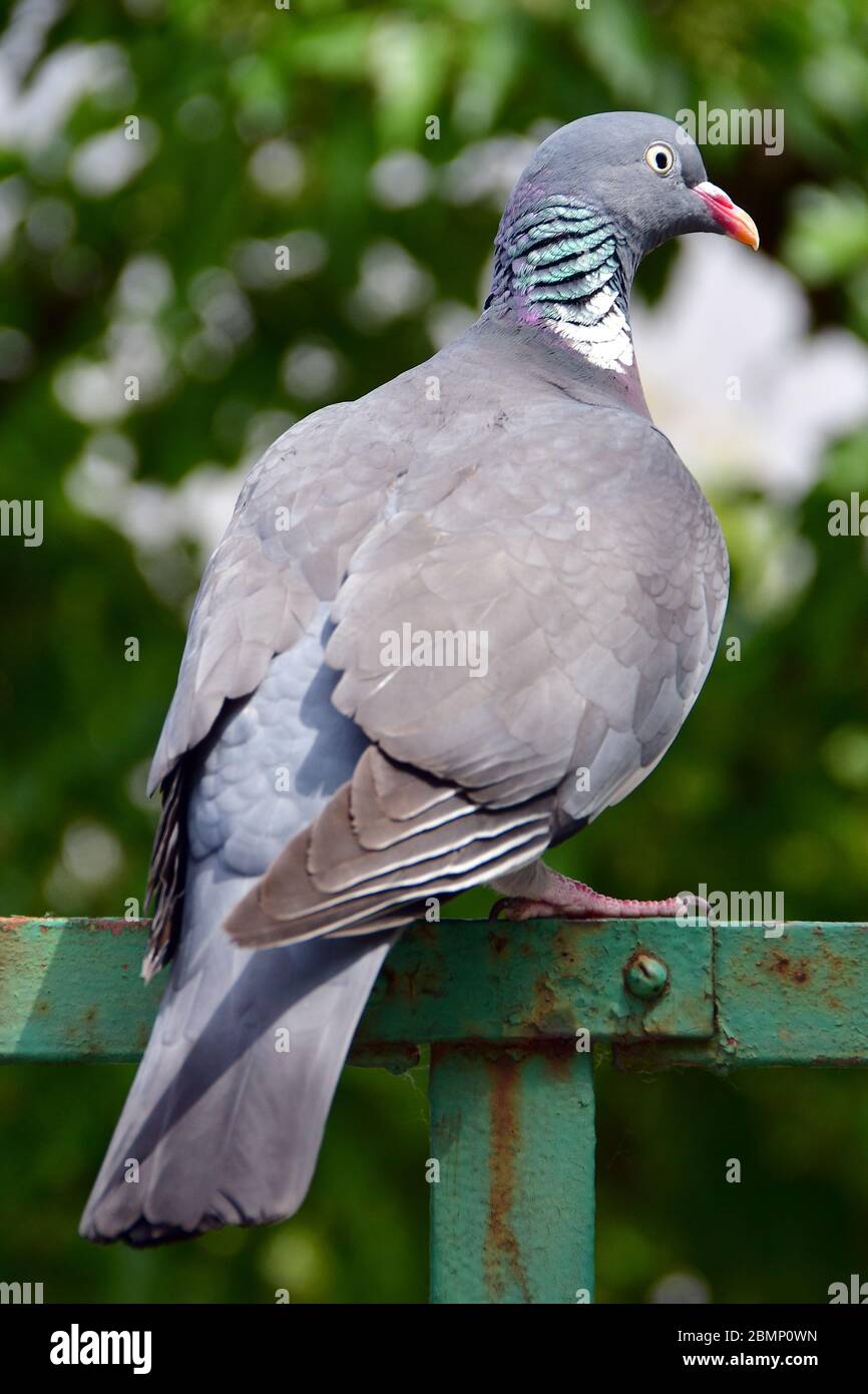 common wood pigeon, Ringeltaube, Pigeon ramier, Columba palumbus, örvös ...