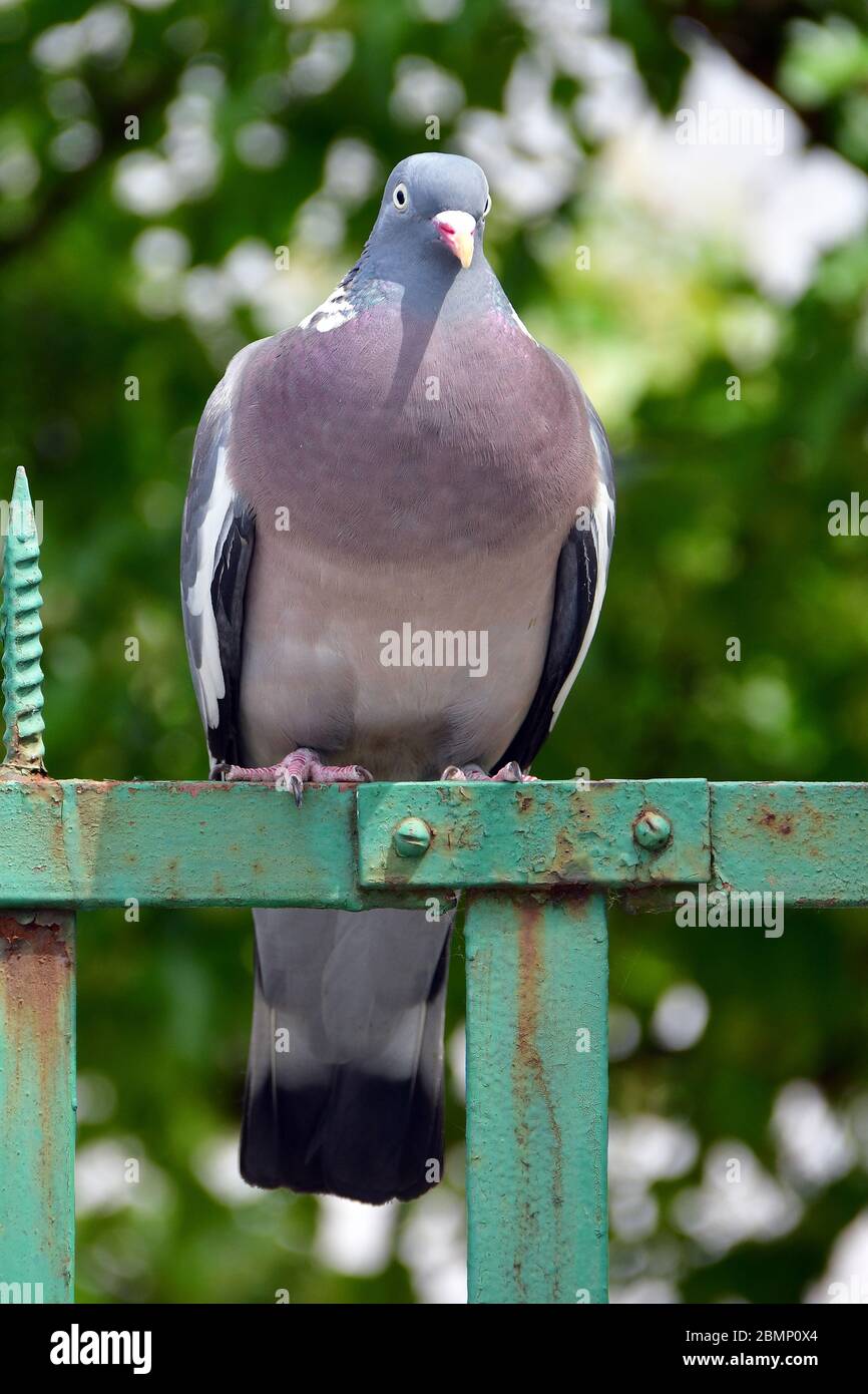 Orvos galamb hi-res stock photography and images - Alamy