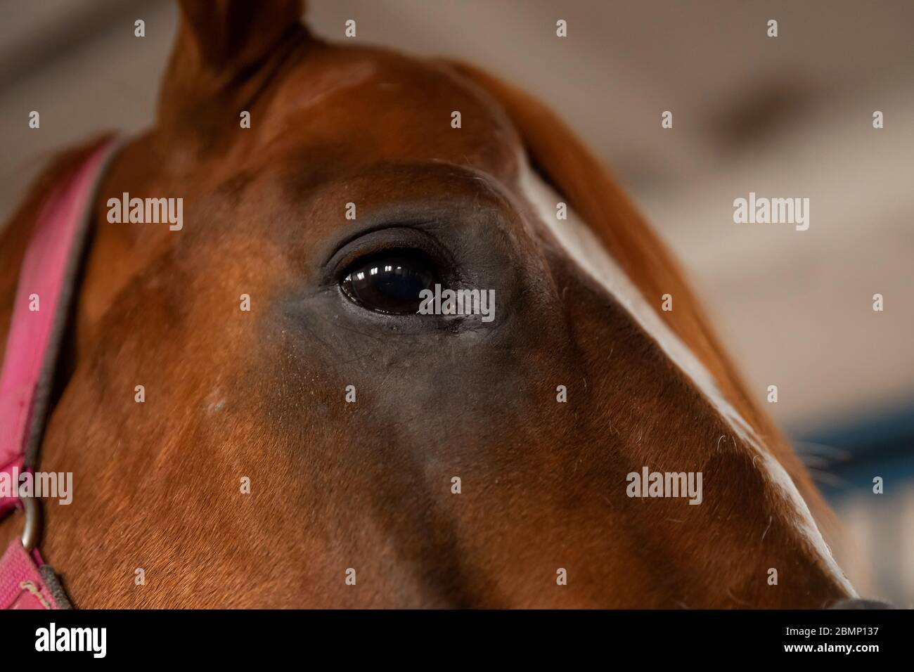 Close-up detail eye of brown horse, bridle, saddle Stock Photo - Alamy