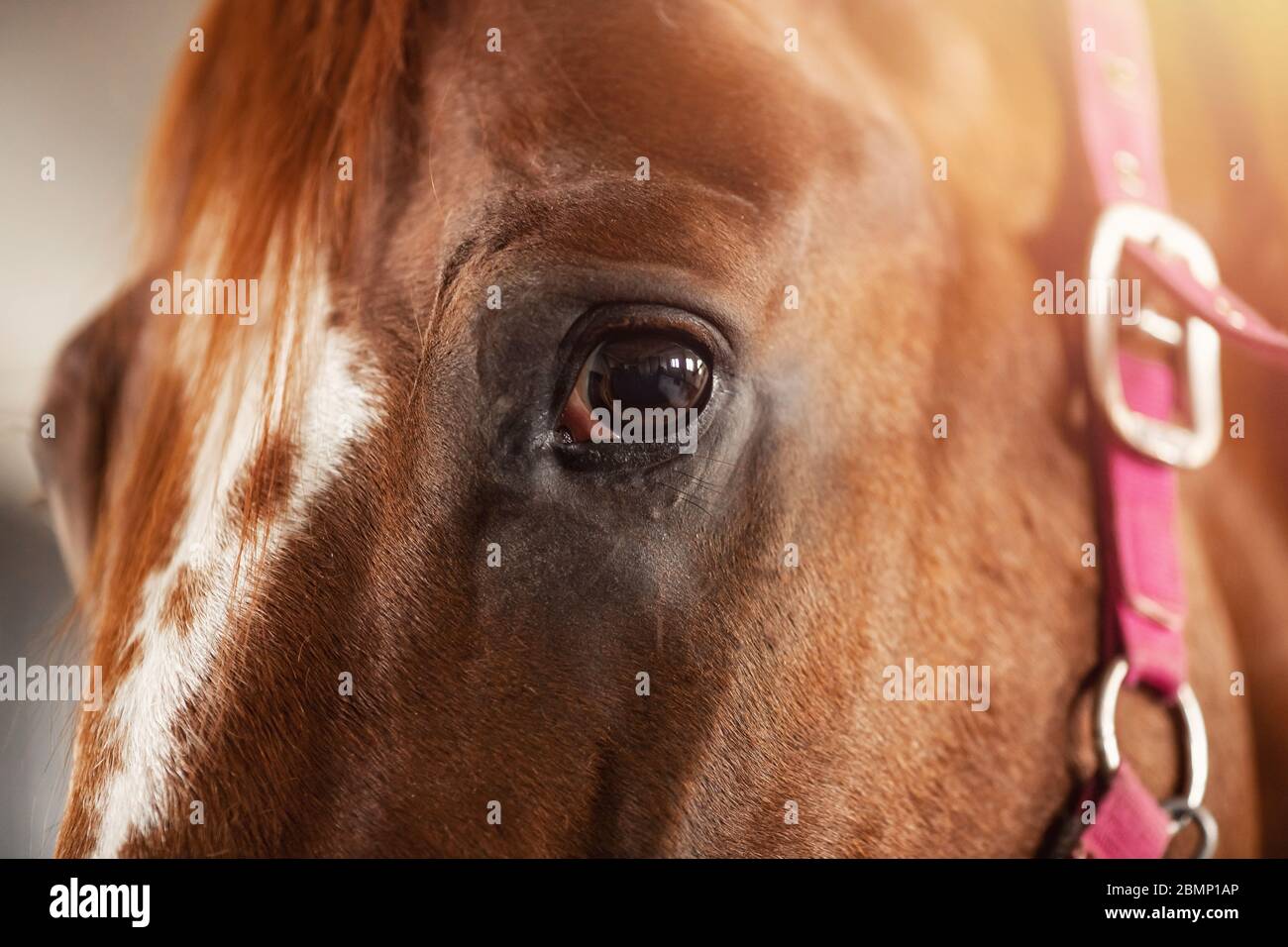 Close-up detail eye of brown horse, bridle, saddle Stock Photo - Alamy