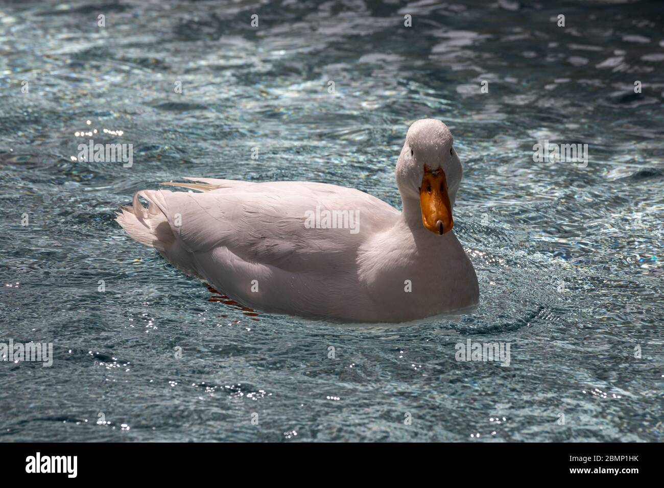 White mallard duck hi-res stock photography and images - Alamy