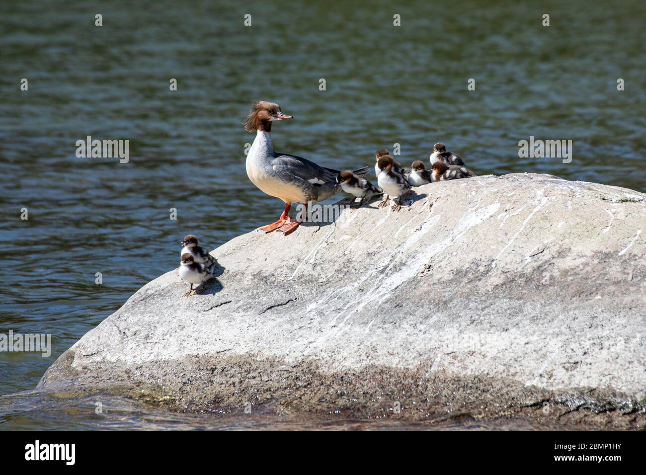Female common merganser of goosander (Mergus merganser) with ducklings ...