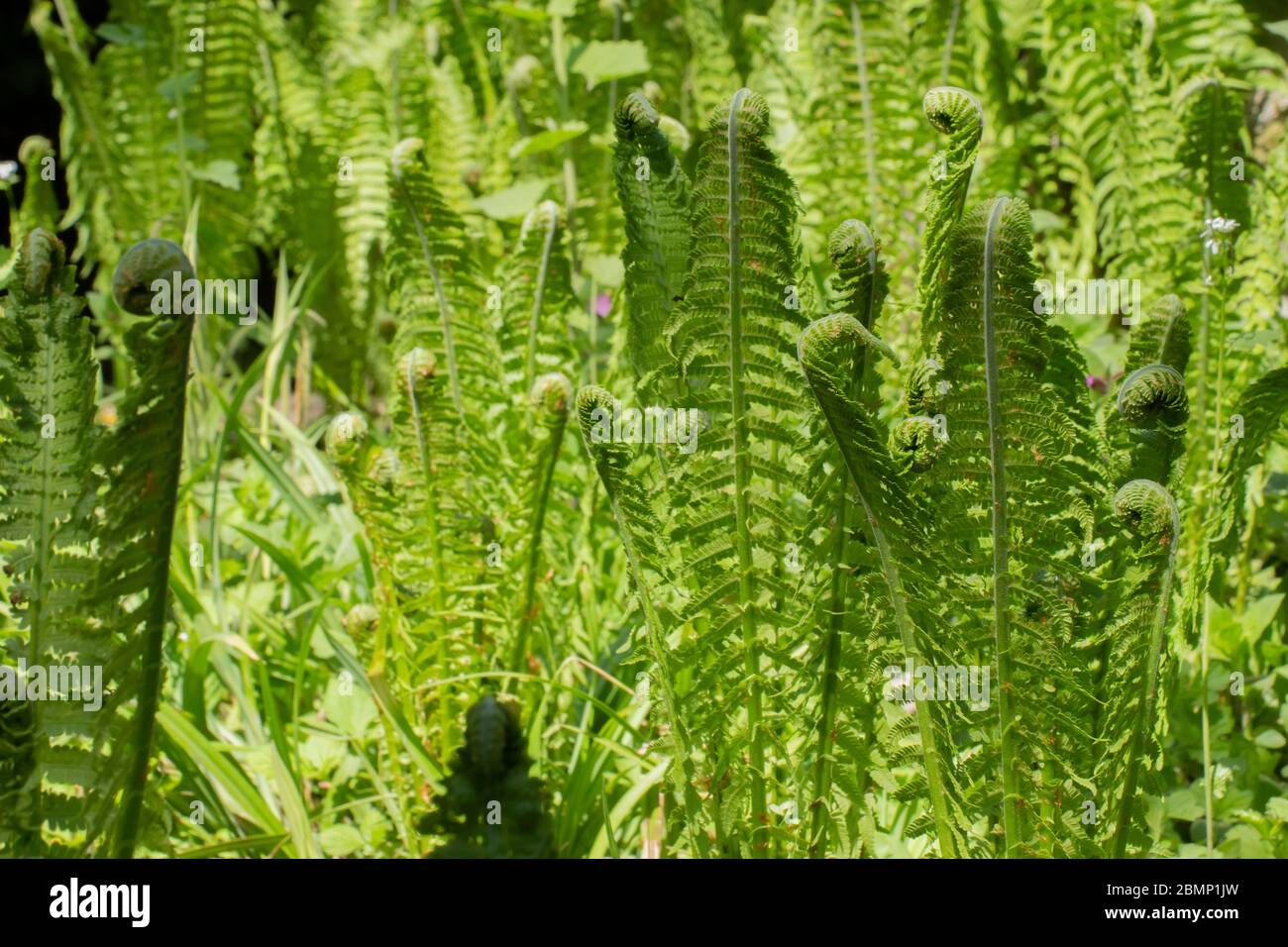 Side view of fresh fern for floral background, Polypodiopsida Stock ...