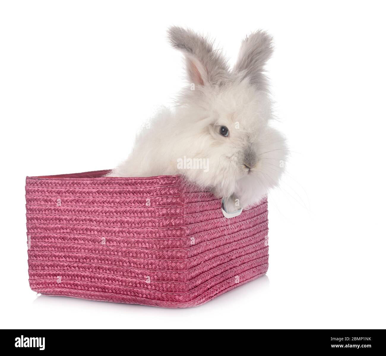 English Angora in front of white background Stock Photo - Alamy