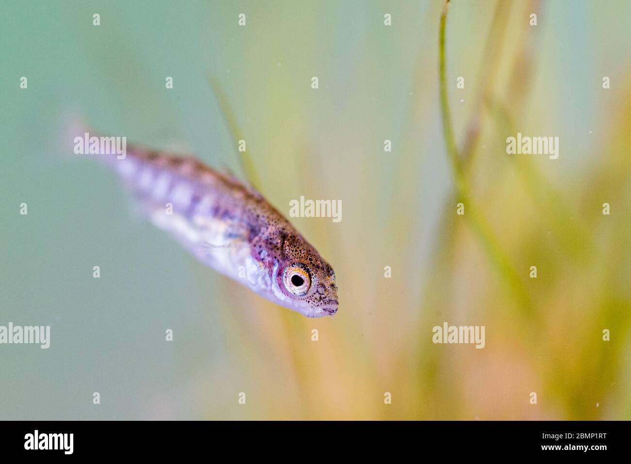 A young stickleback. Caught in a garden pond and photographed before ...