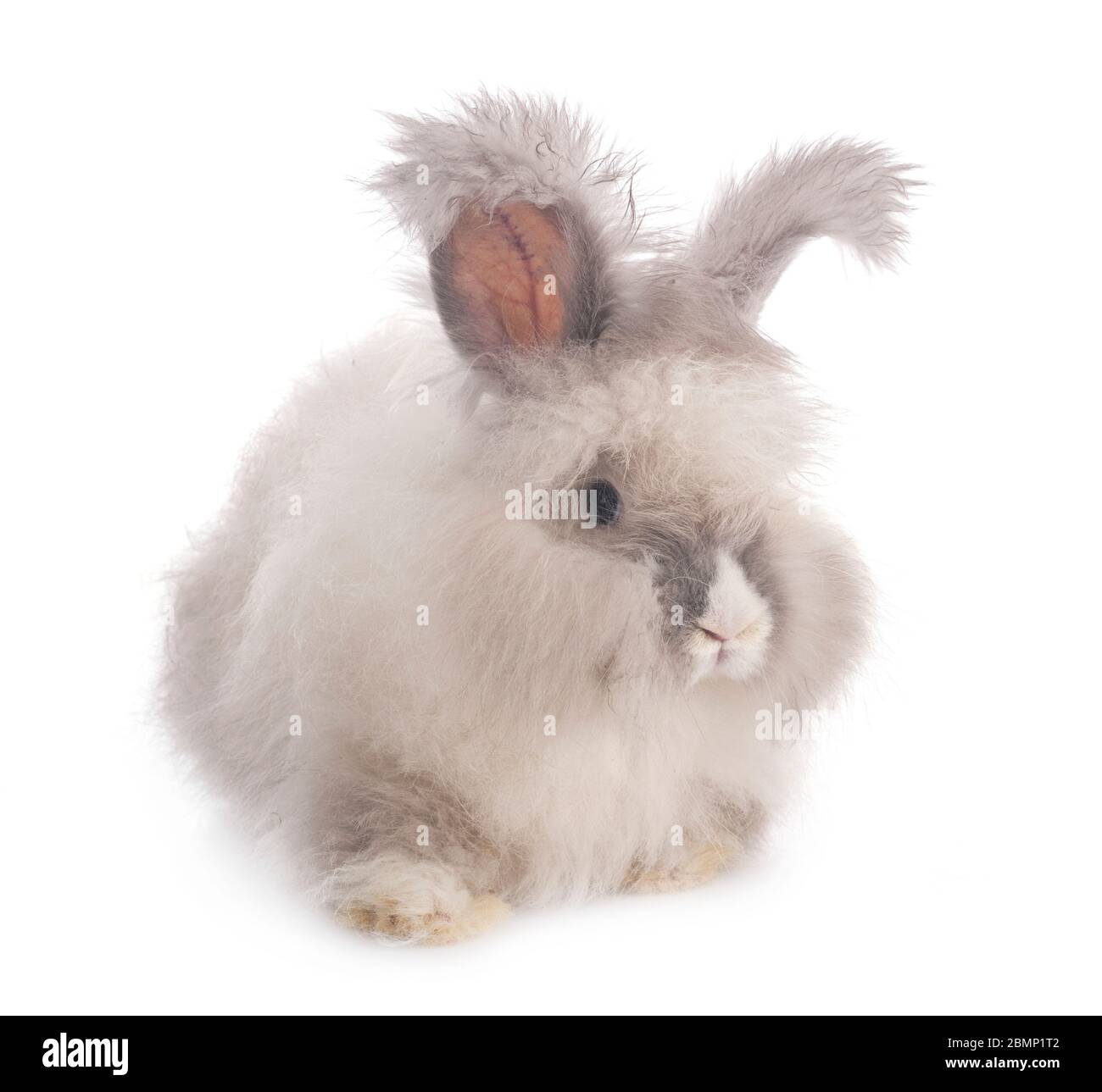 English Angora in front of white background Stock Photo - Alamy