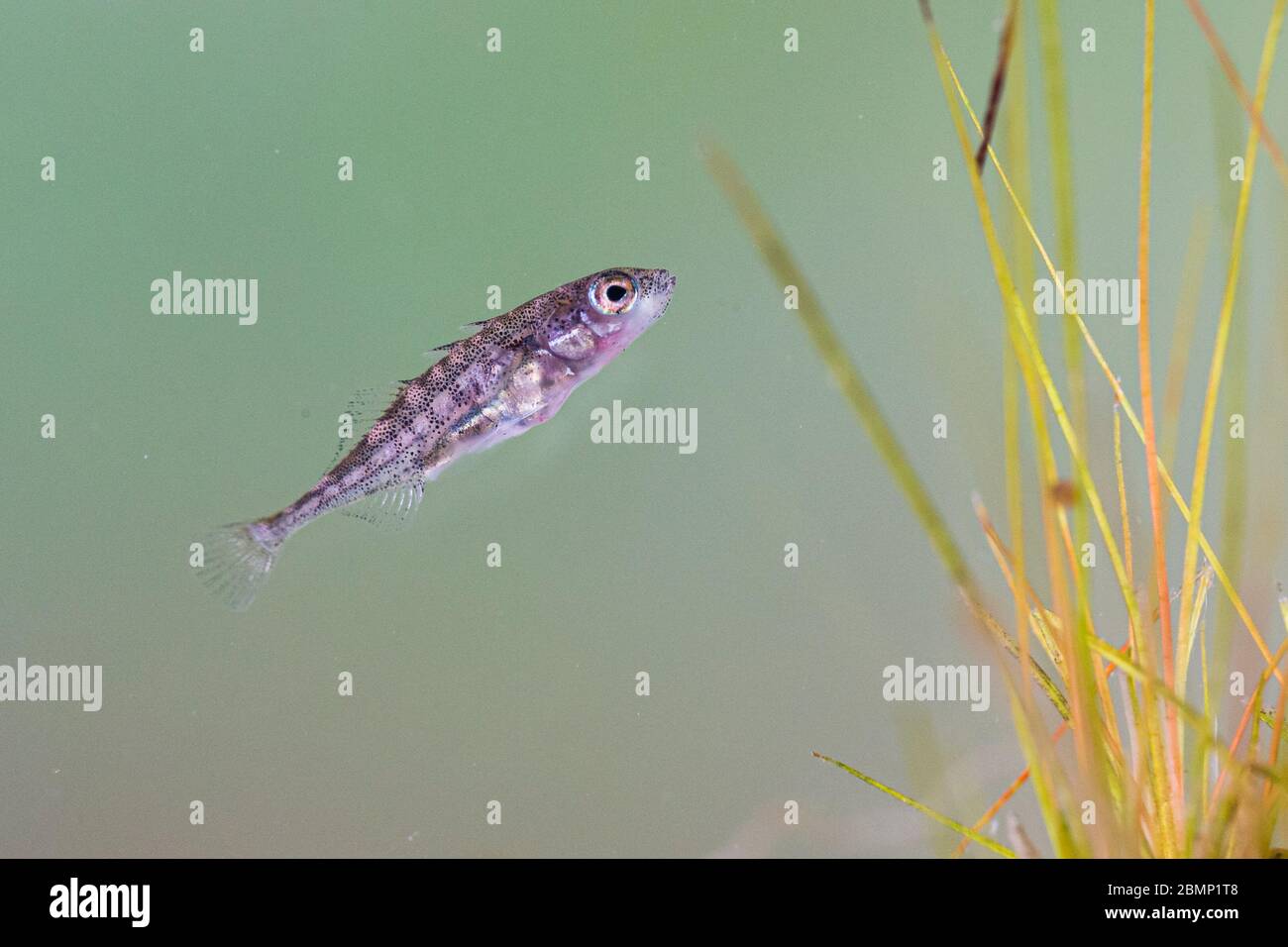 A young stickleback. Caught in a garden pond and photographed before ...