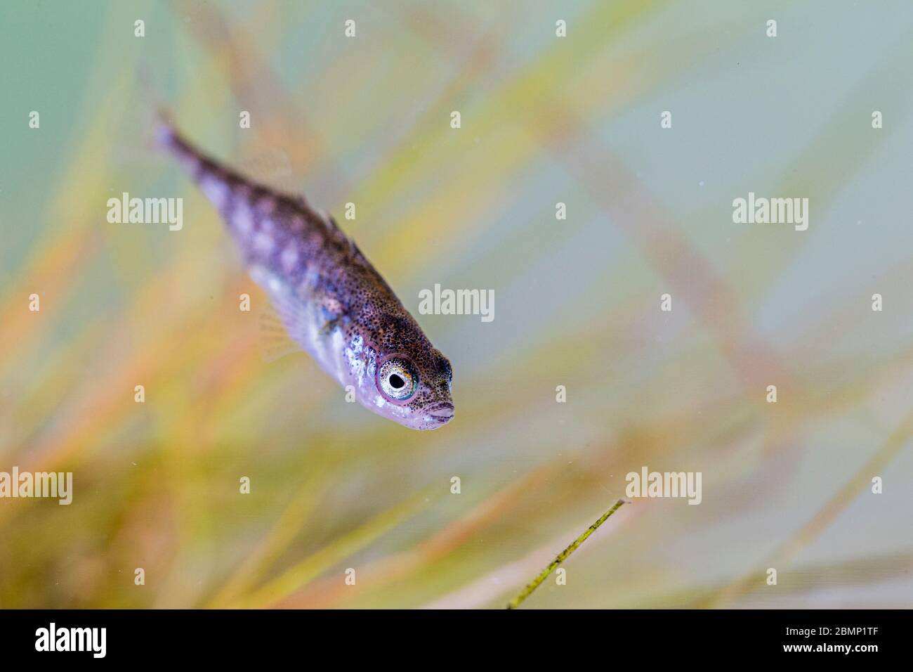 A young stickleback. Caught in a garden pond and photographed before ...