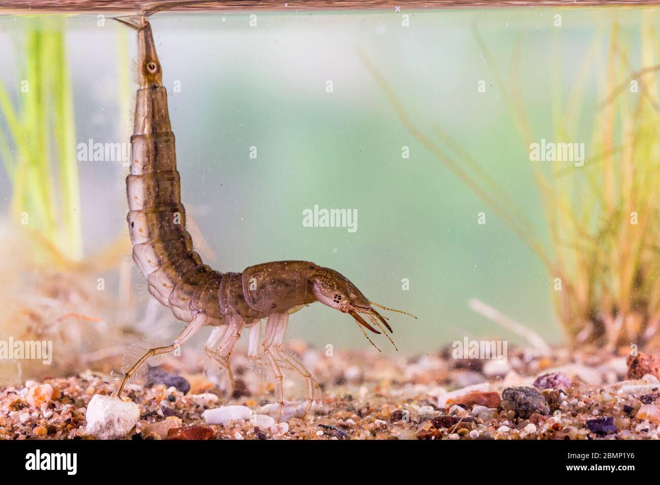 Great Diving Beetle Eggs at Anthony Brunet blog