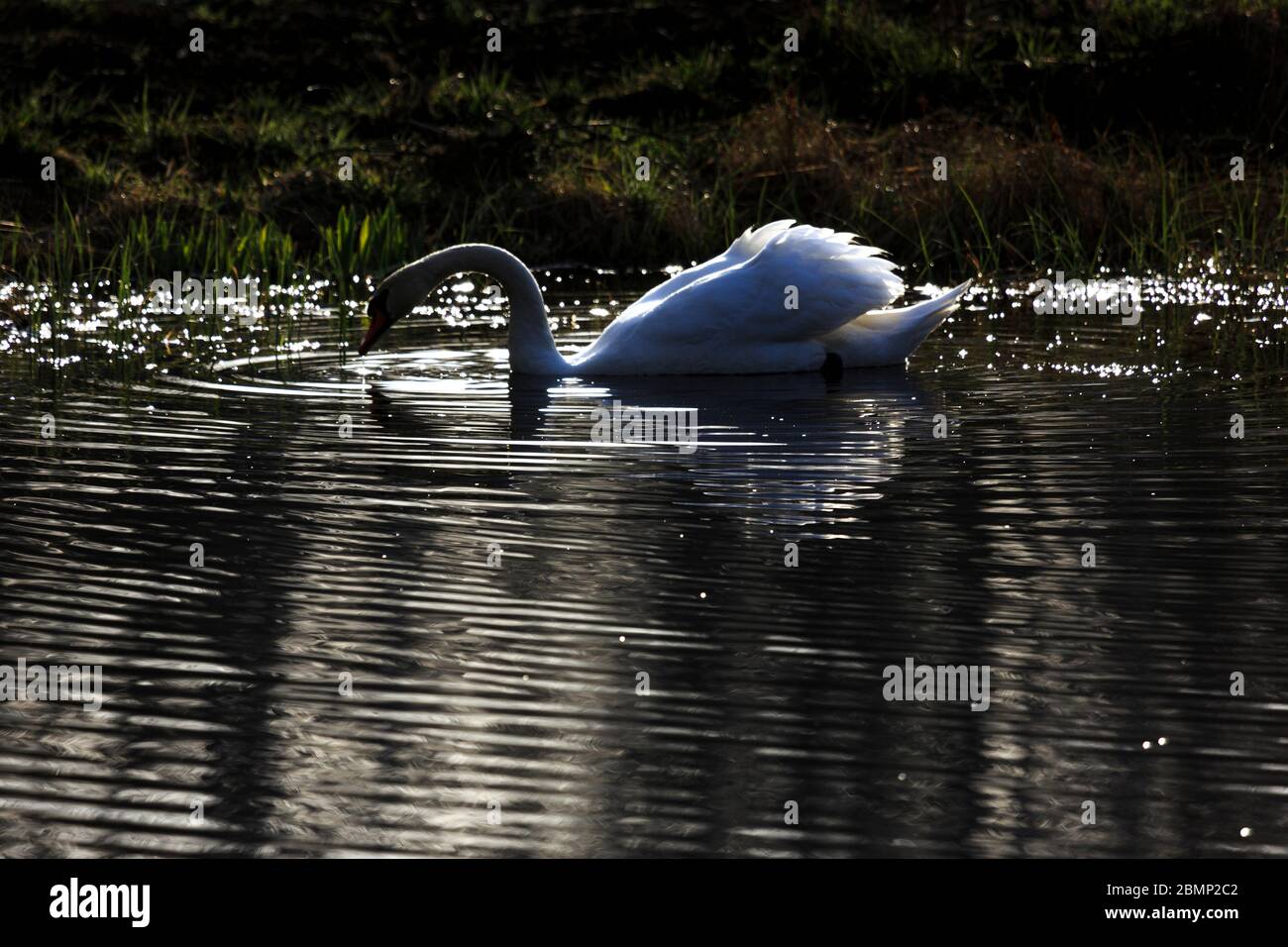 single swan at sunrise, golden water at sky lakes Plothen Germany Stock ...