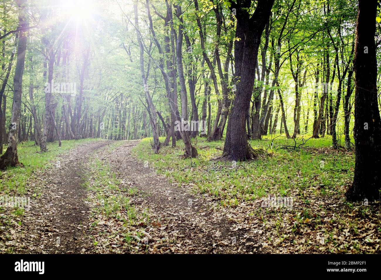 banner of beautiful green forest in summer Stock Photo - Alamy