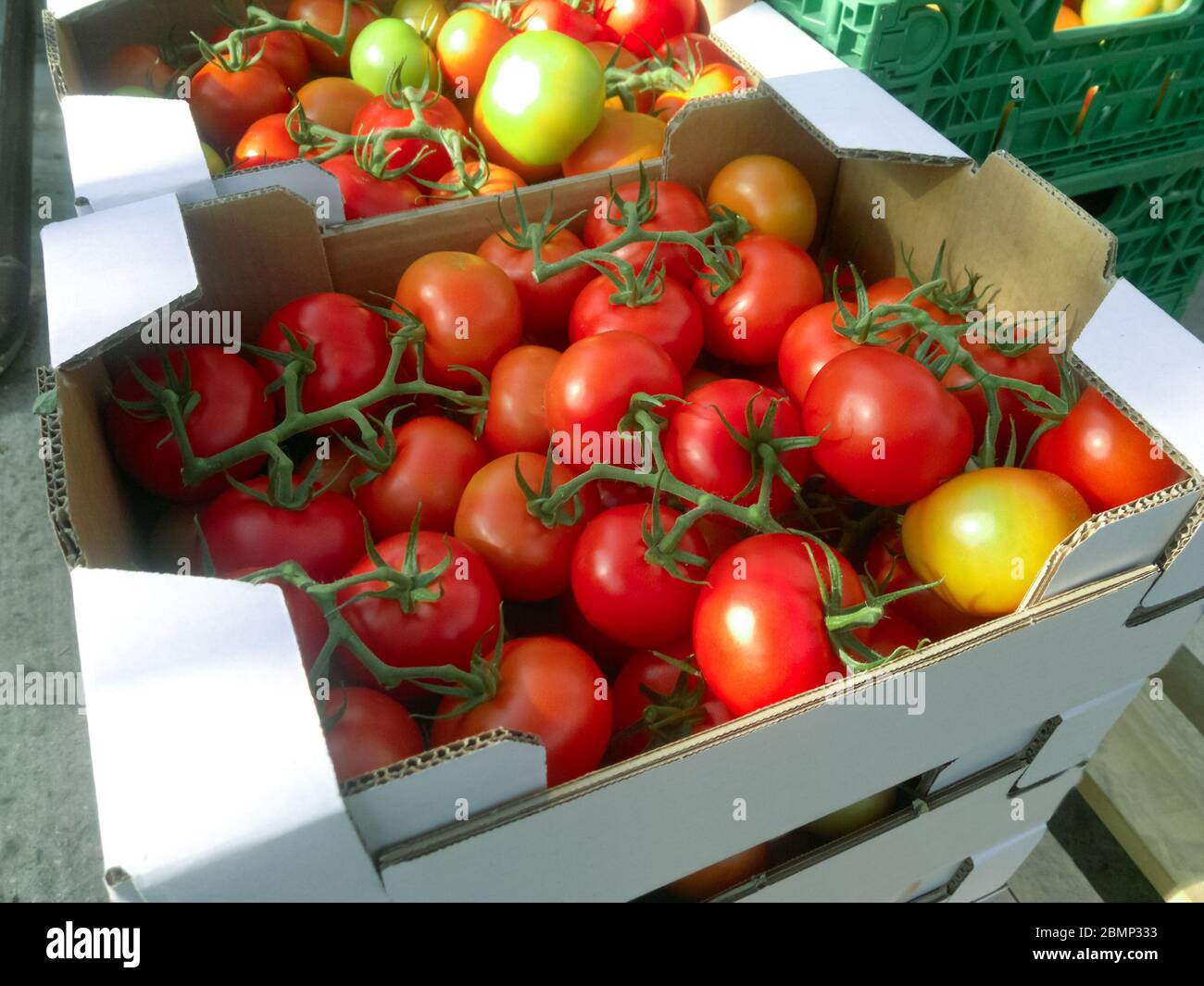 Background of group red tomatoes. Ripe natural branch tomatoes Stock ...