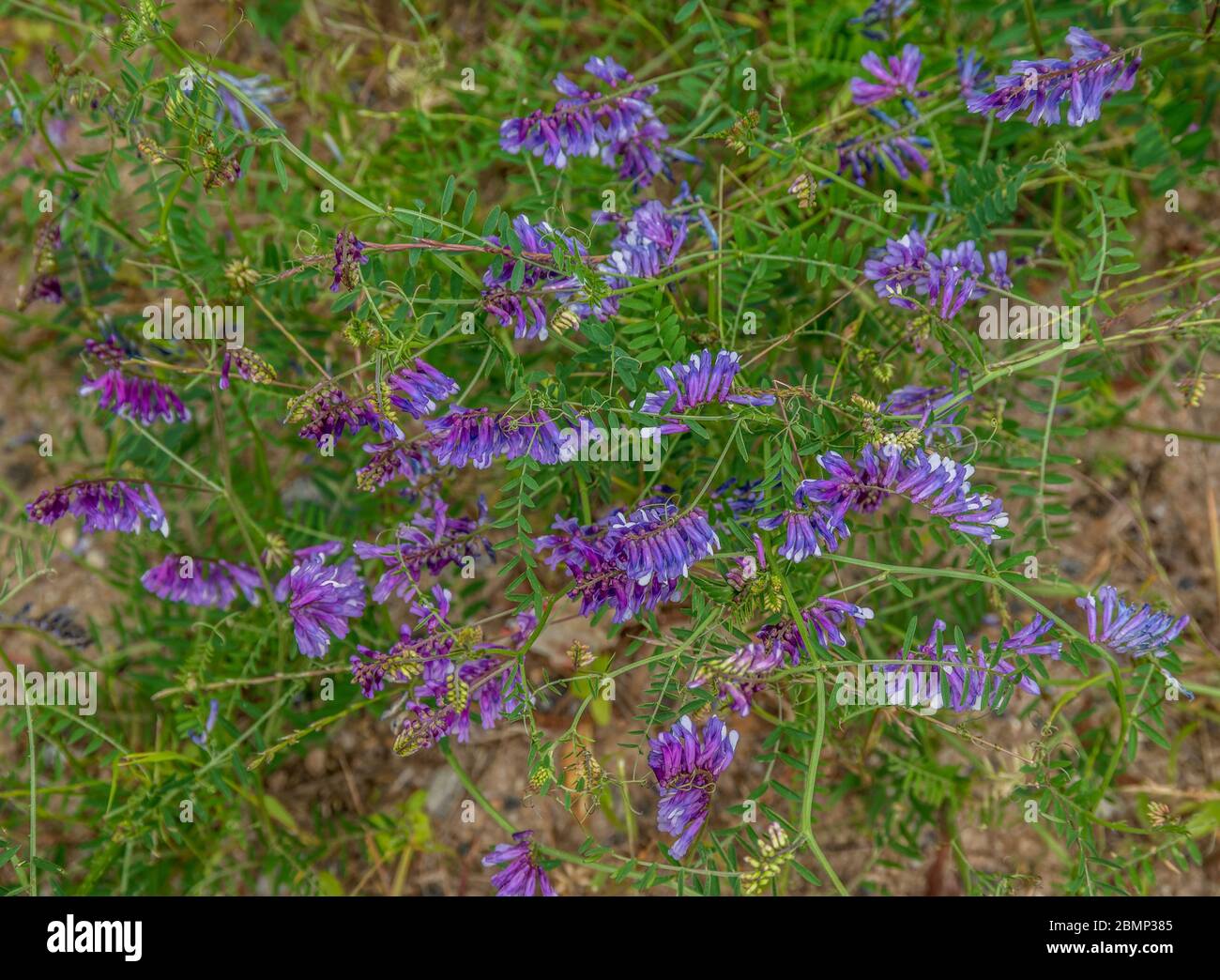 Wildflowers growing on roadside hi-res stock photography and images - Alamy