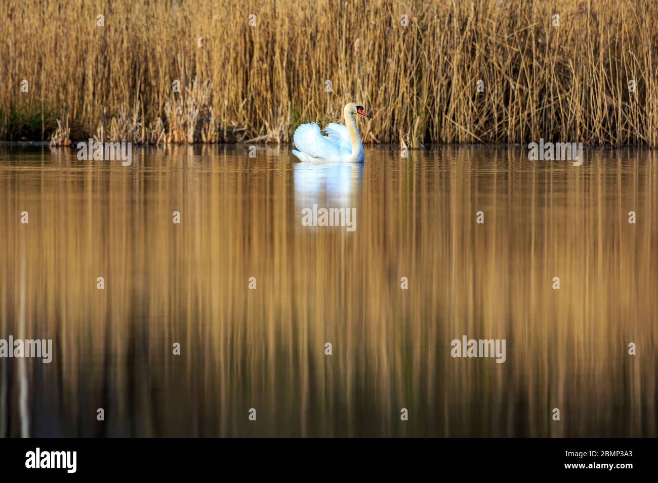single swan at sunrise, golden water at sky lakes Plothen Germany Stock ...