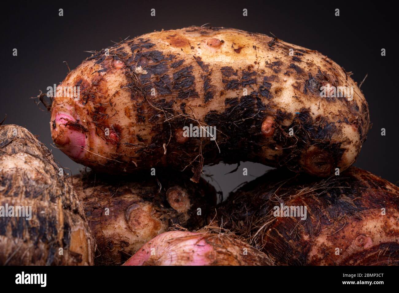 Couple of hairy brown pink raw Yam edible vegetable from the local ...