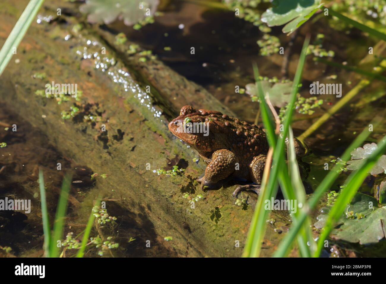 Log hop hi-res stock photography and images - Alamy