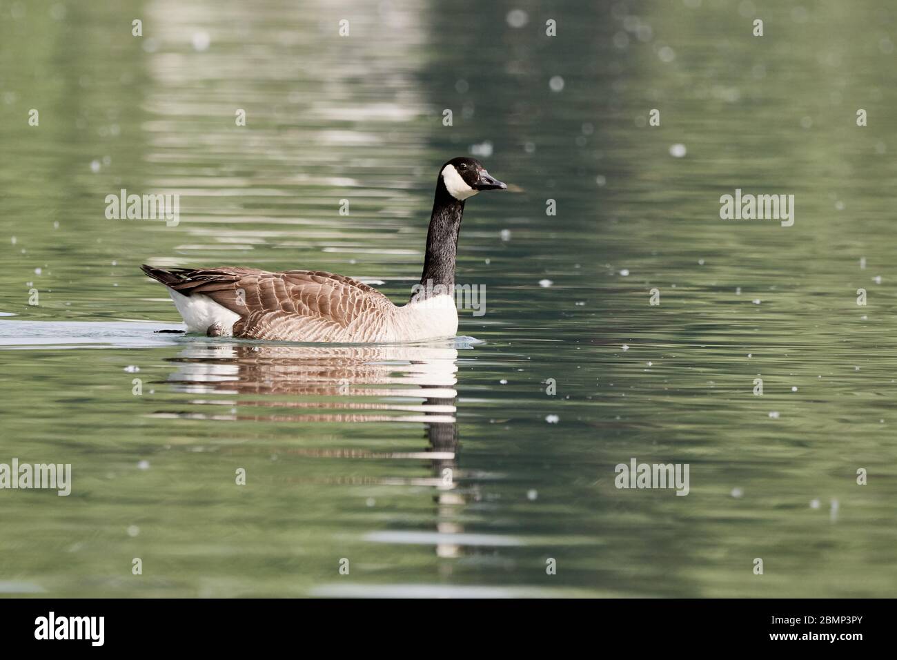 Canada goose swimming canadensis hi-res stock photography and images ...