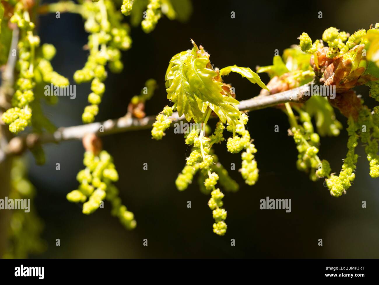 Sycamore leaves flowers hi-res stock photography and images - Alamy