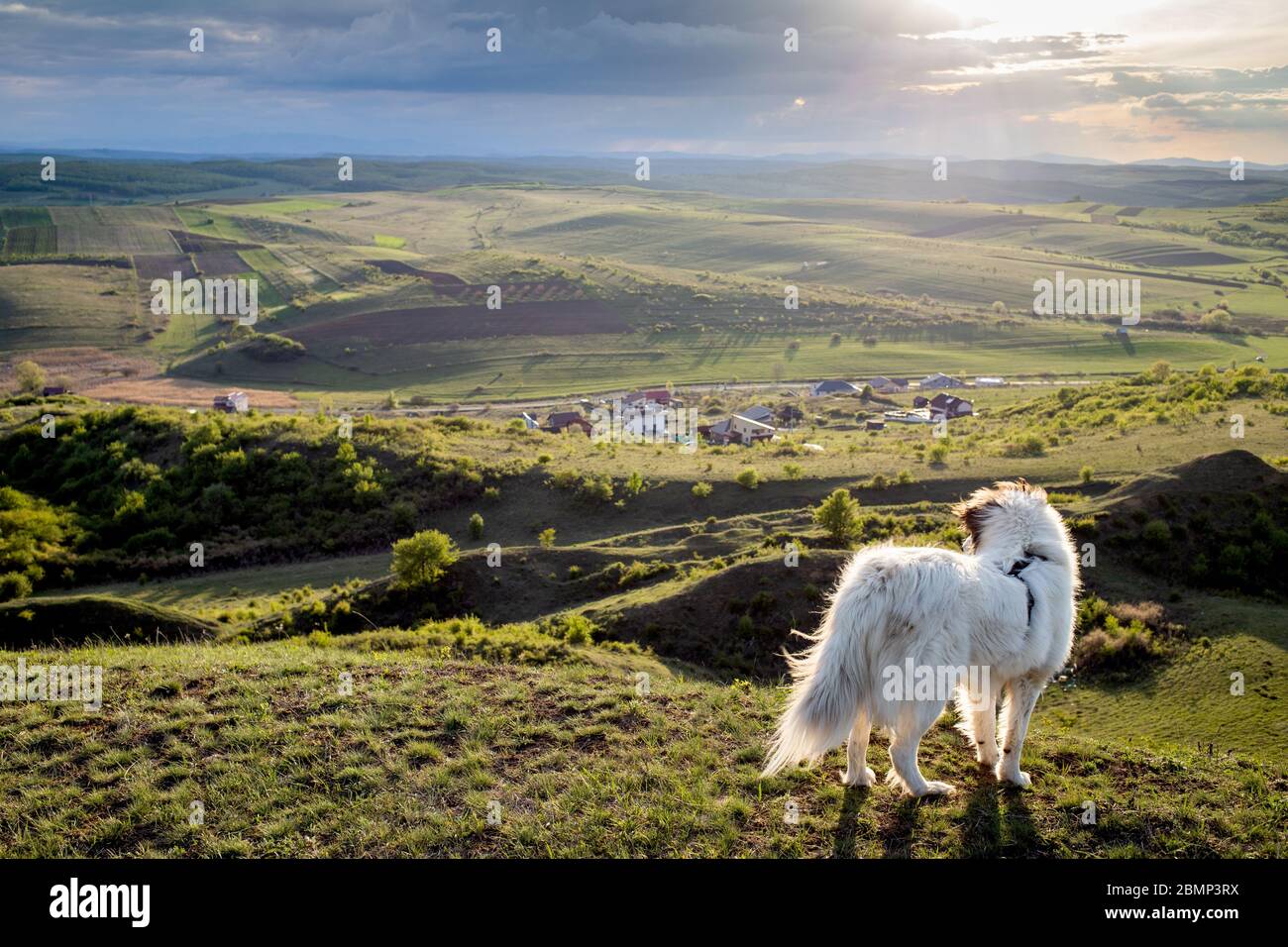 Hiker and pet dog enjoying view hi-res stock photography and images - Alamy