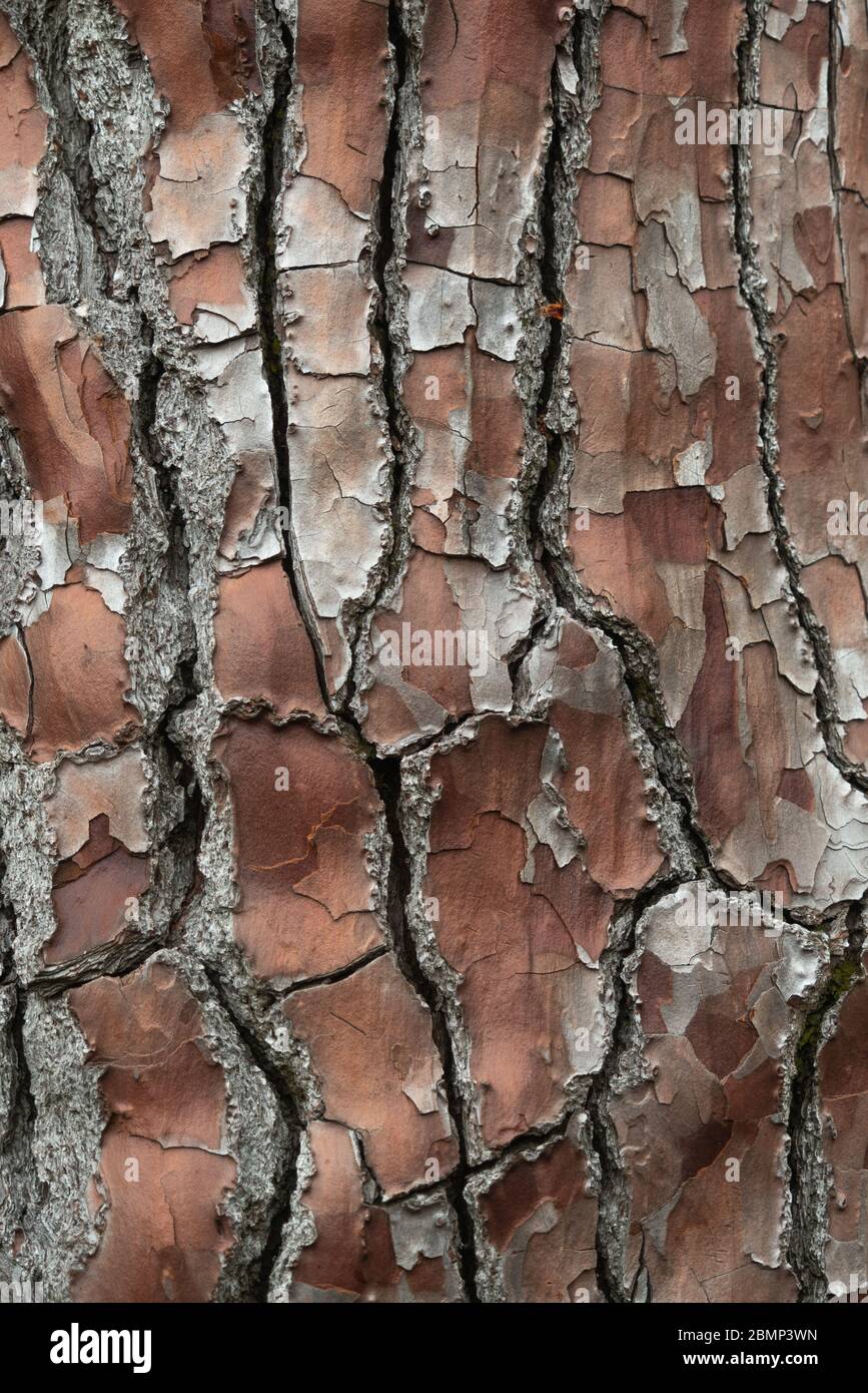 Abstract background texture of rough irregular plates of red tree bark ...